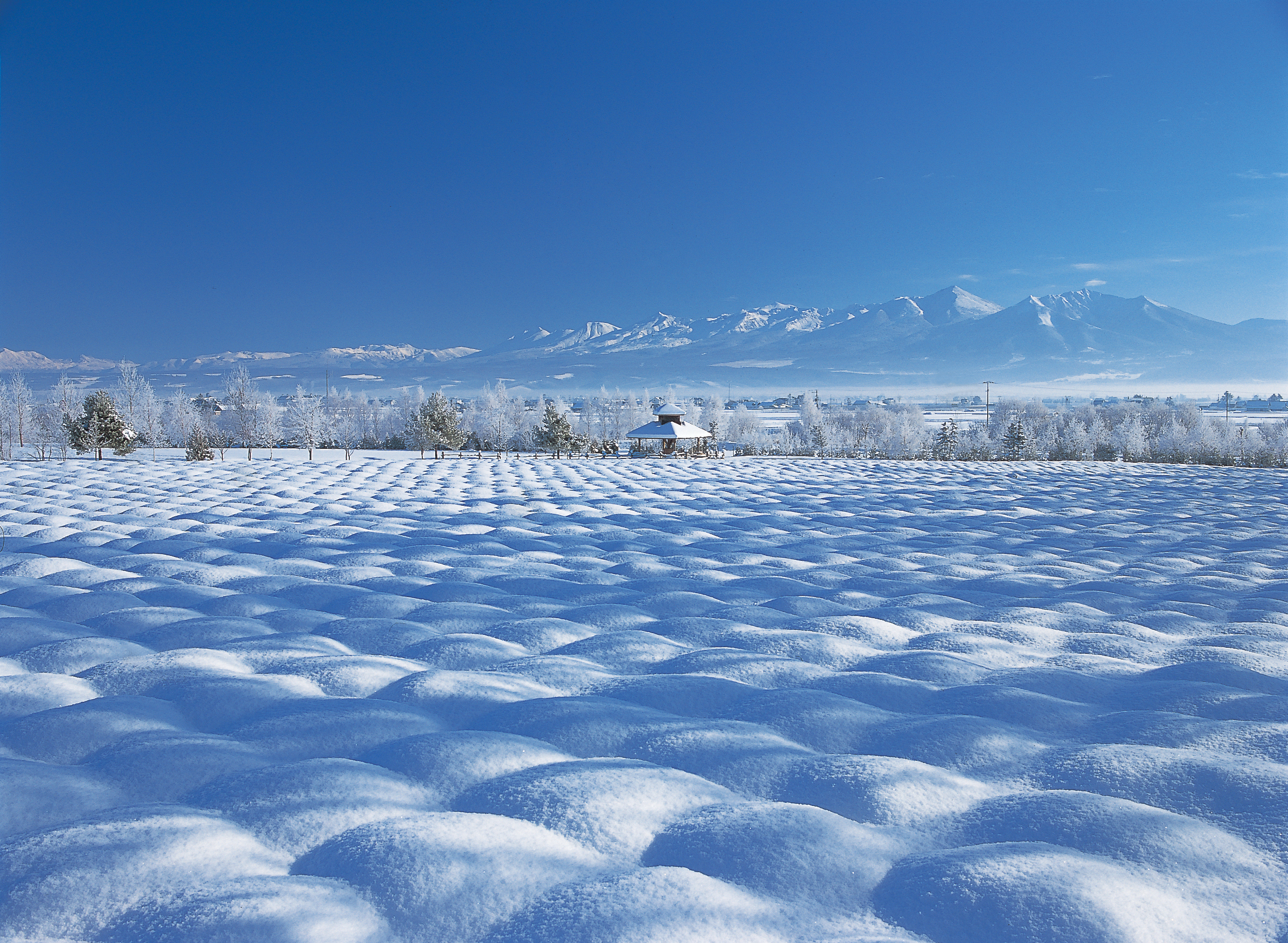 [2026 Edition] 9 Recommended Winter Tourist Spots in Furano, Biei, and ...